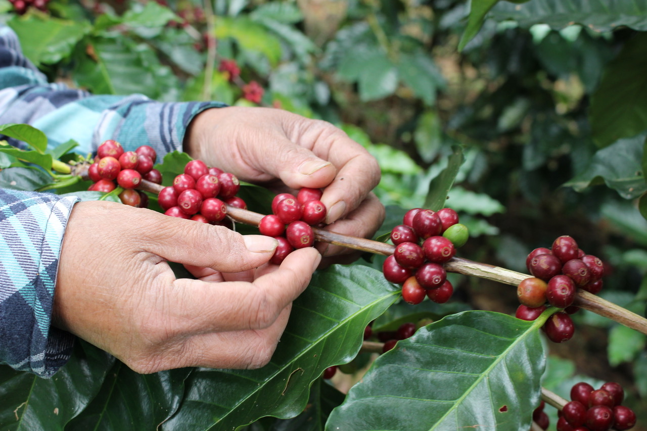 [Thailand] “Left Hand Roasters”: Must-try Roastery in Chiang Mai – 地球は ...